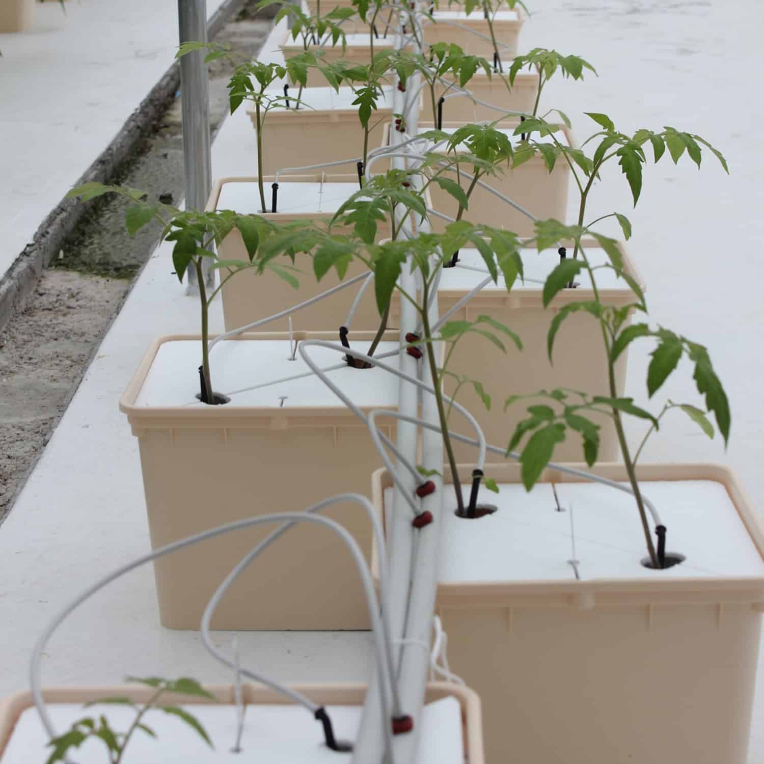 The Role of Perlite in Hydroponic Culture - Perlite Institute