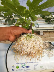 The Role of Perlite in Hydroponic Culture - Perlite Institute