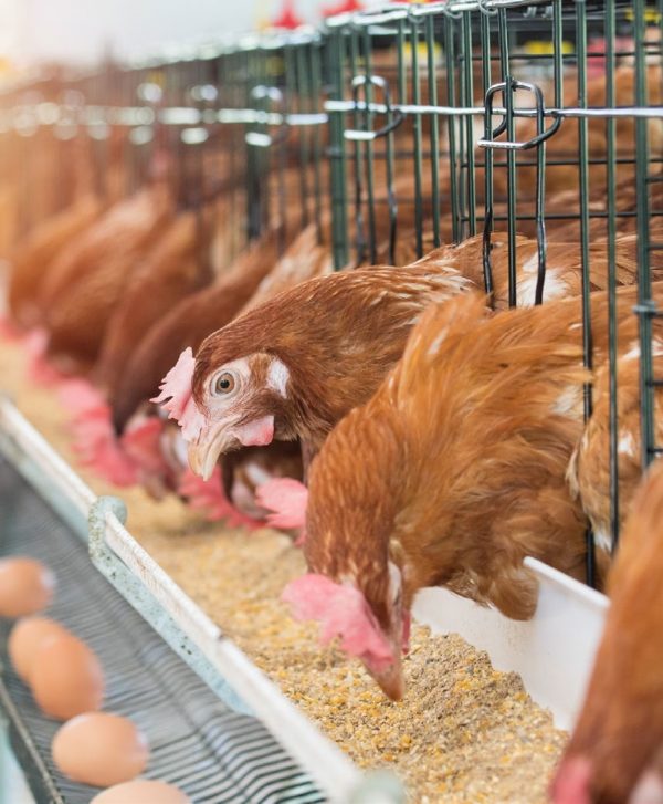 Perlite Filter Aid and the Circular Economy - Perlite Institute