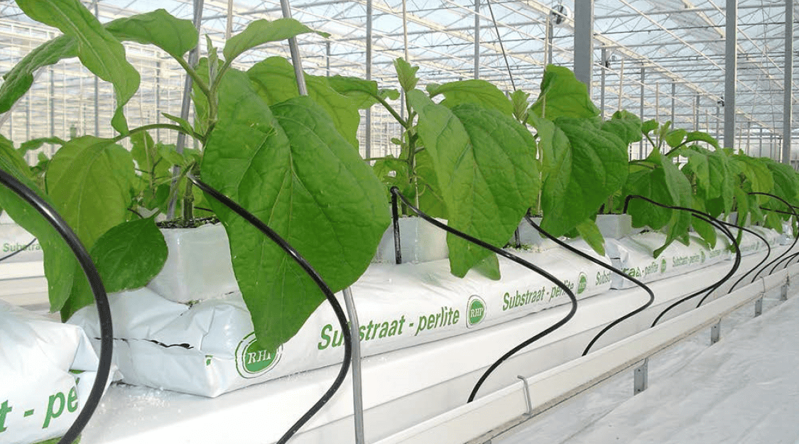 Perlite Grow Bags - Perlite Institute