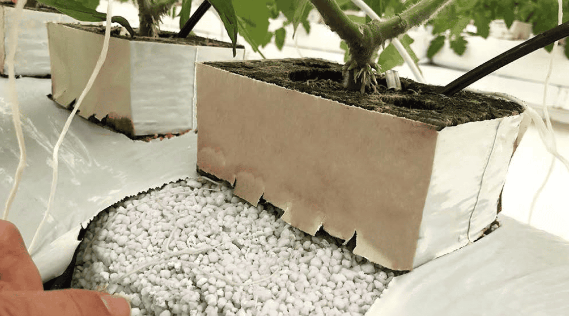 Perlite Grow Bags - Perlite Institute