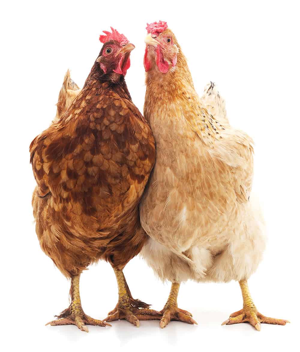 Expanded Perlite for Bedding Material in Poultry Farms - Perlite Institute