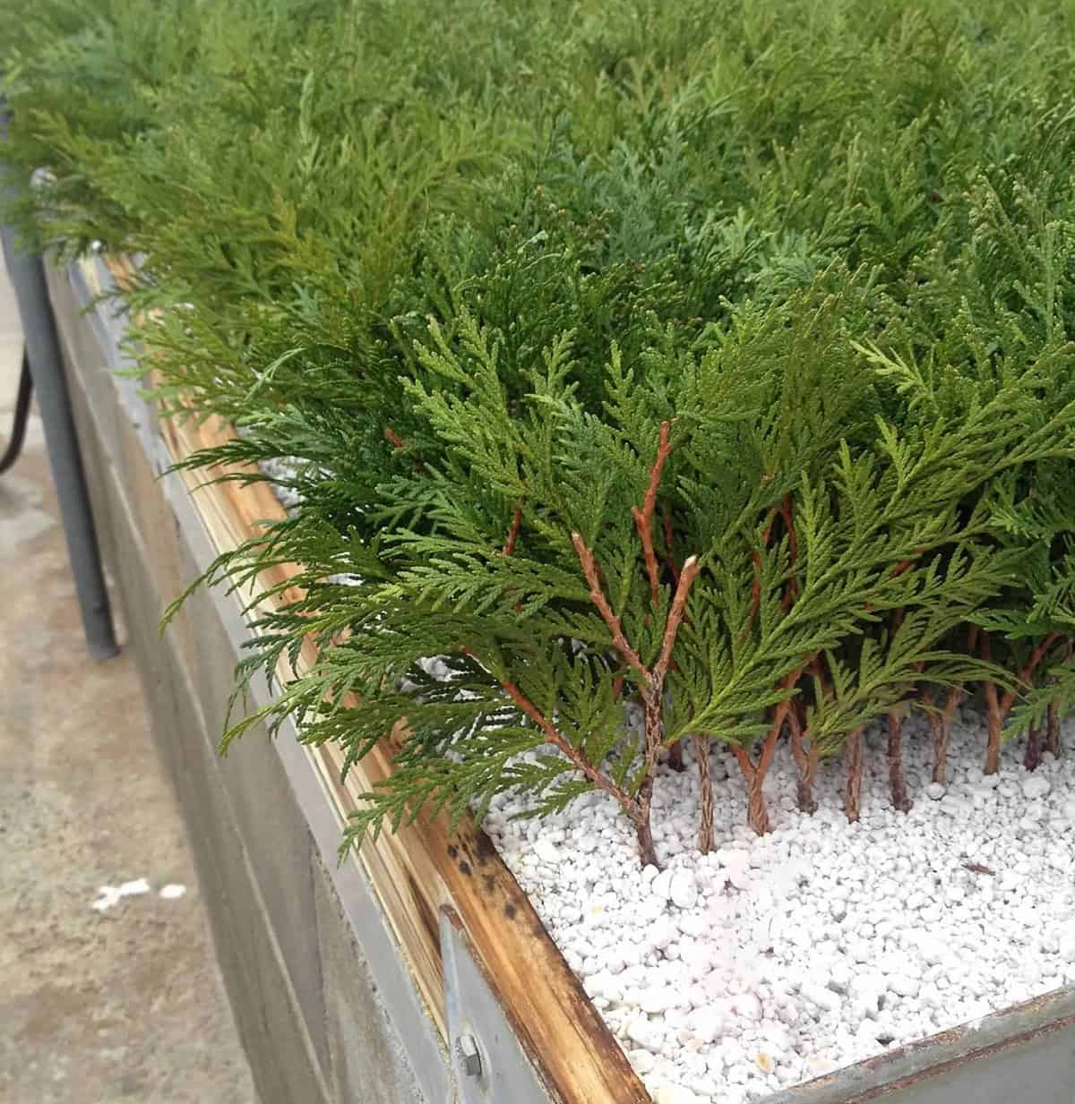 Everything You Need to Know About Perlite for Horticulture - Perlite ...